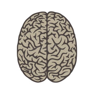 Brain Top View Vector Stock Illustrations – 817 Brain Top View Vector ...