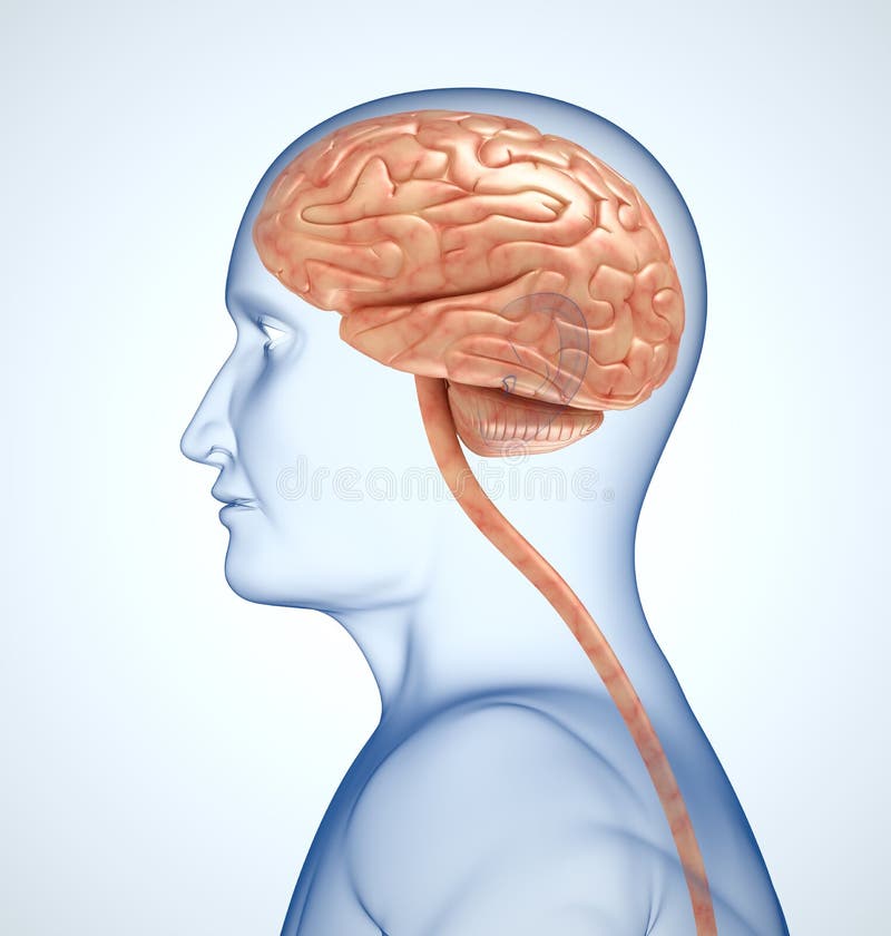 Transparent Head of the Person Stock Illustration - Illustration of ...