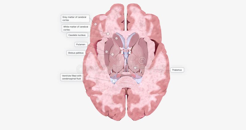 The Brain Transverse (Axial) Cross Section Stock Image - Image of ...