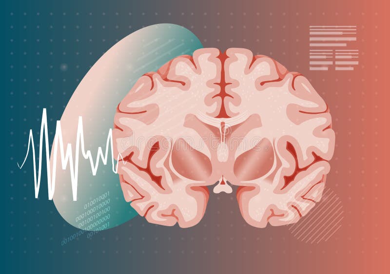 Brain Transverse Section - Illustration Stock Vector - Illustration of ...