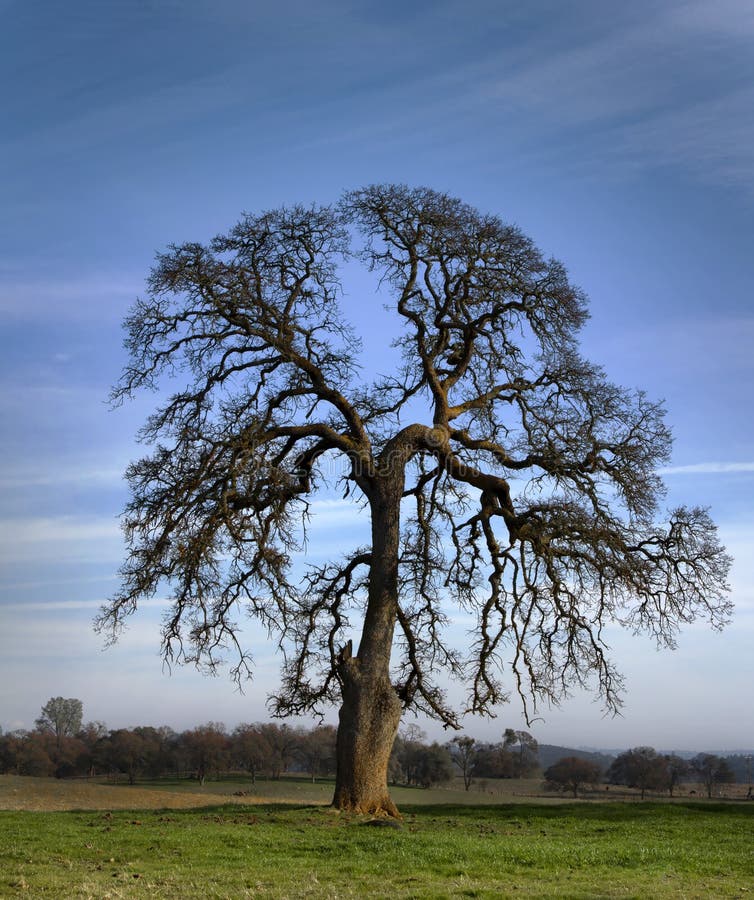 Brain tree - human head stock image. Image of education - 24076423