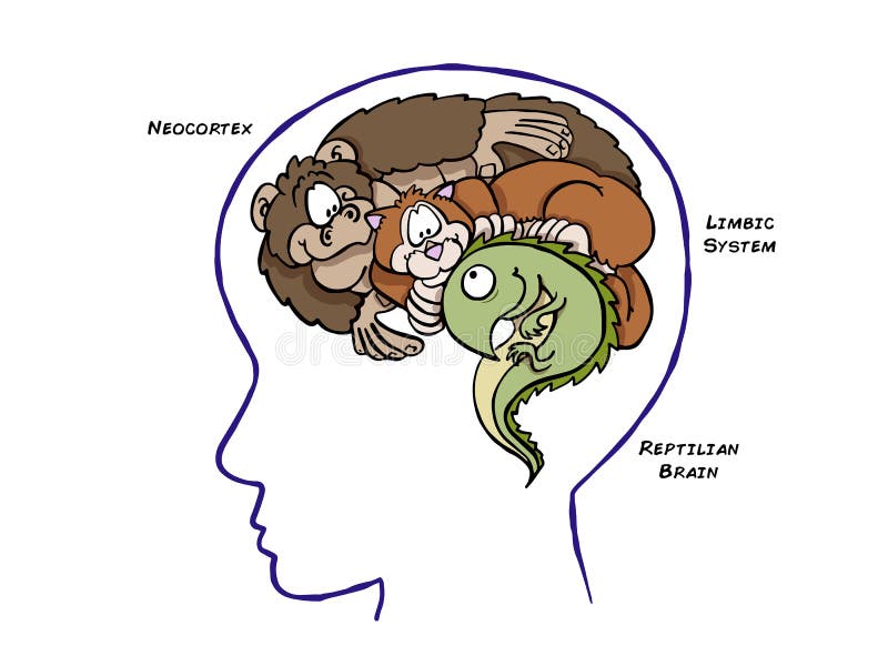Brain Ttriad stock vector. Illustration of species, limbic - 208513840