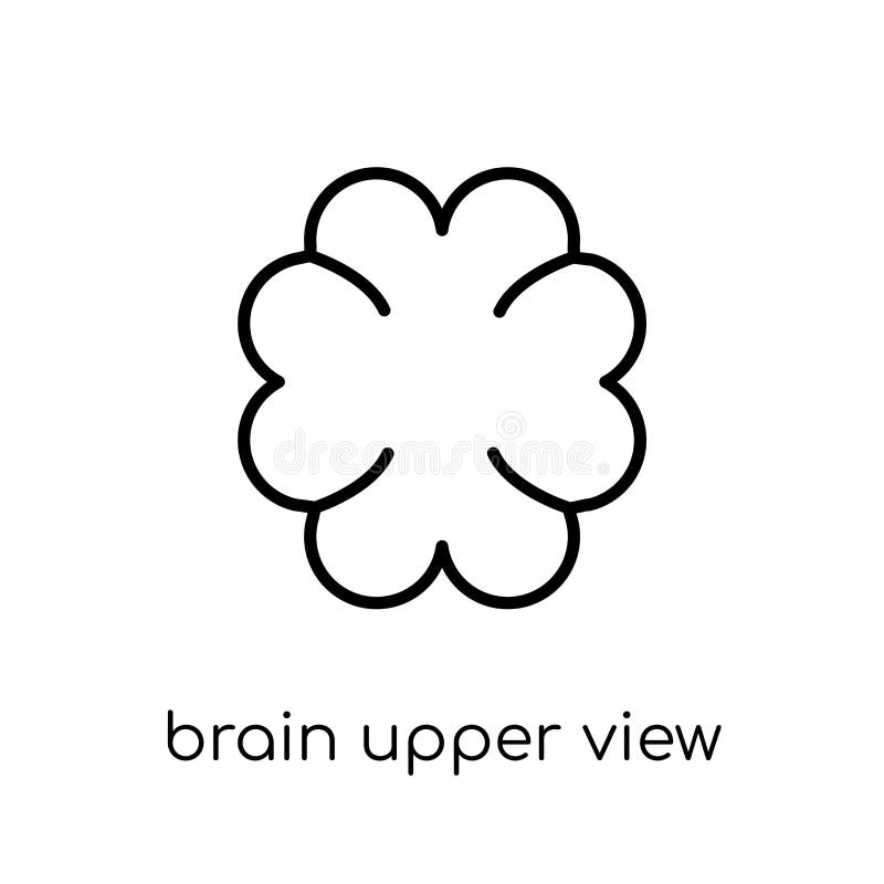 Brain Upper View Icon. Trendy Modern Flat Linear Vector Brain Up Stock ...