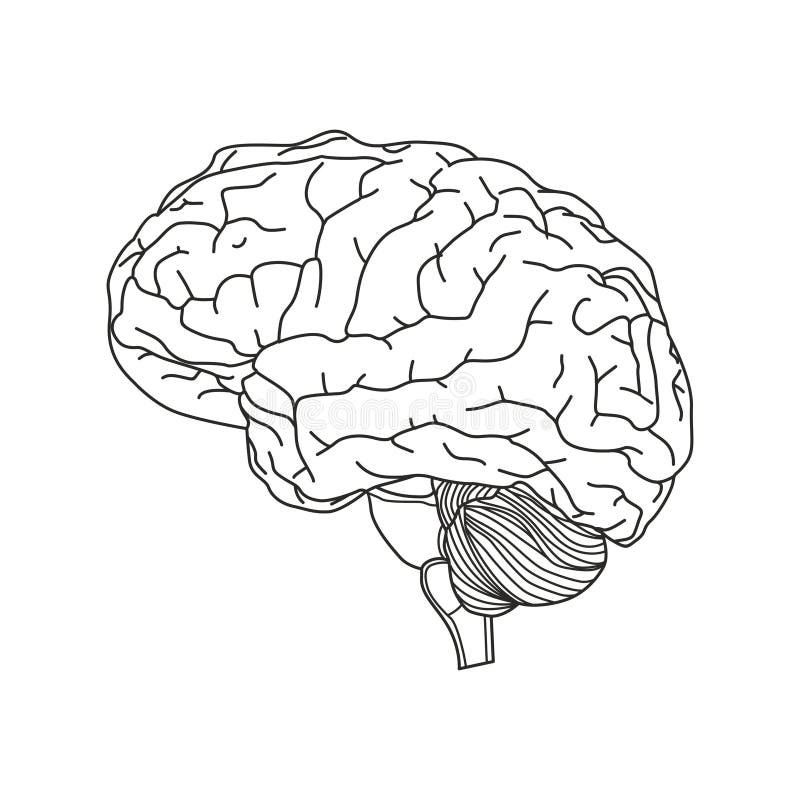 Brain Vector Line Diagram Side View for Any Use Stock Vector ...