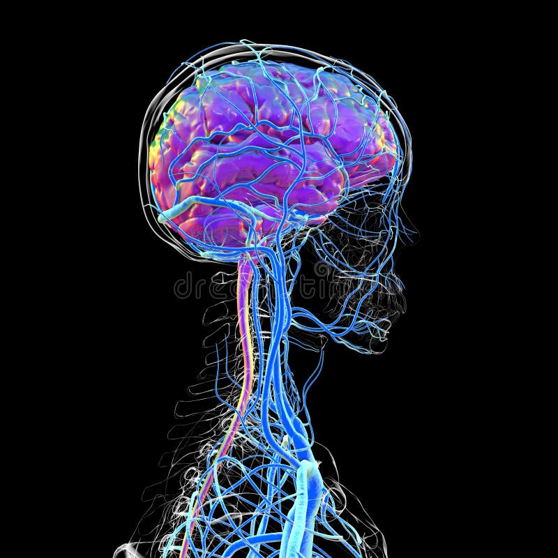 Brain Veins, 3D Illustration Stock Illustration - Illustration of ...