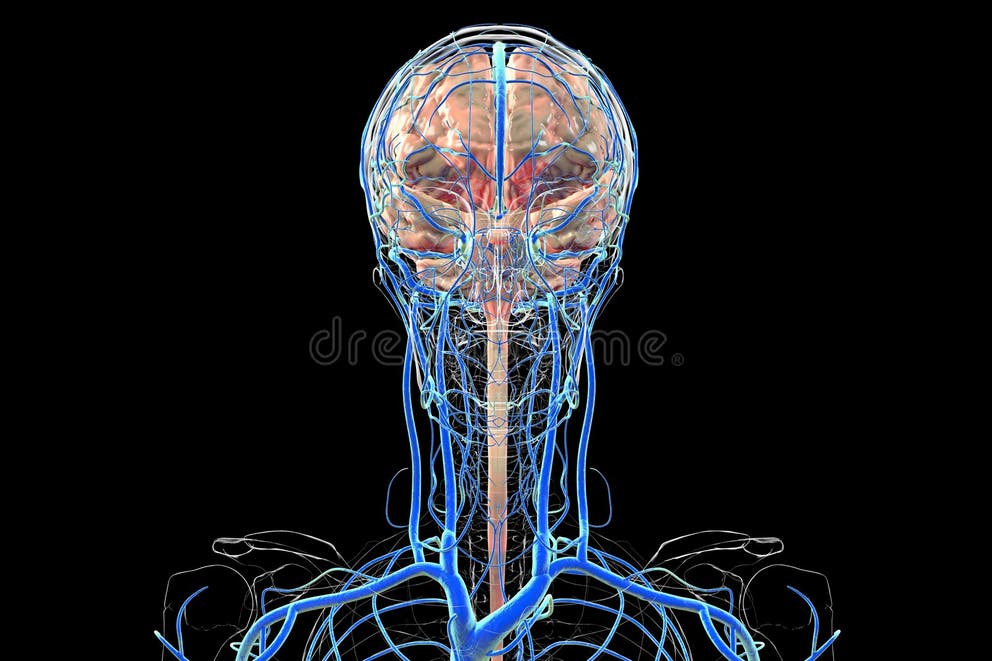 Brain Veins, 3D Illustration Stock Illustration - Illustration of ...