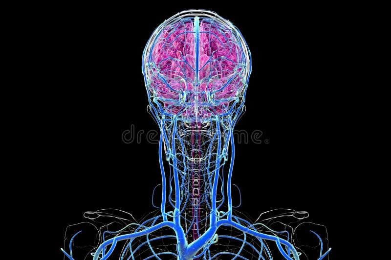Brain Veins, 3D Illustration Stock Illustration - Illustration of sinus ...