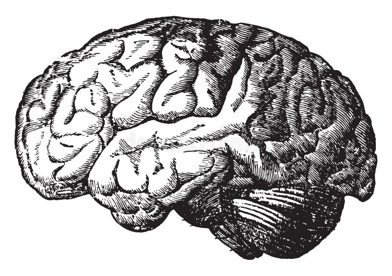 The Brain, Vintage Engraving Stock Vector - Illustration of pons ...