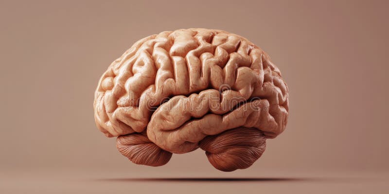 Brain on Wheels stock image. Image of anatomy, medicine - 366153453