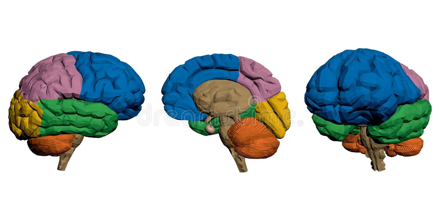 Separated Brain Stock Illustrations – 276 Separated Brain Stock ...