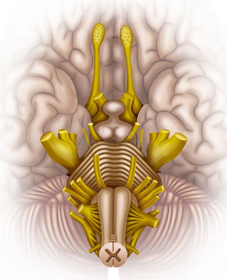 Brain Stem Stock Illustrations – 3,332 Brain Stem Stock Illustrations ...