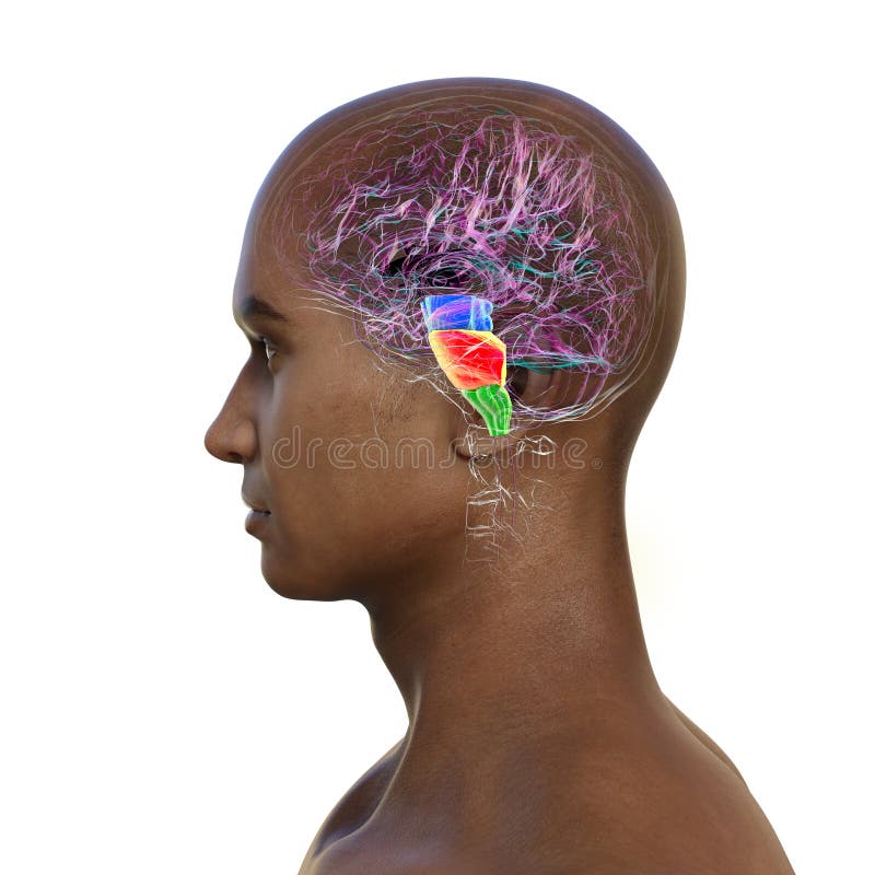Brainstem Highlighted in Human Brain, 3D Illustration Stock ...