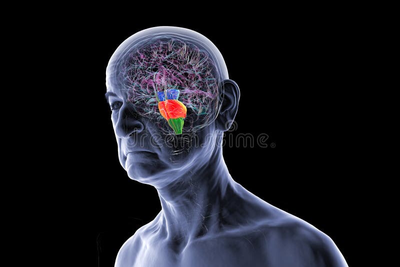 Brainstem Highlighted in Human Brain, 3D Illustration Stock ...