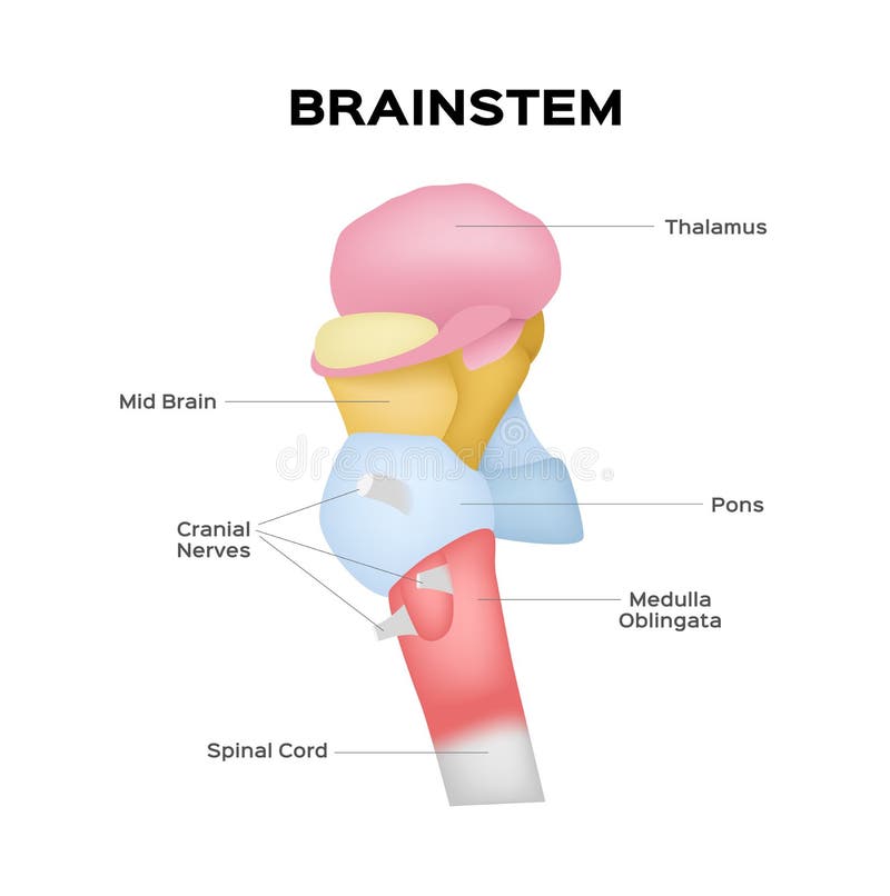 Brainstem vector stock vector. Illustration of health - 124616803