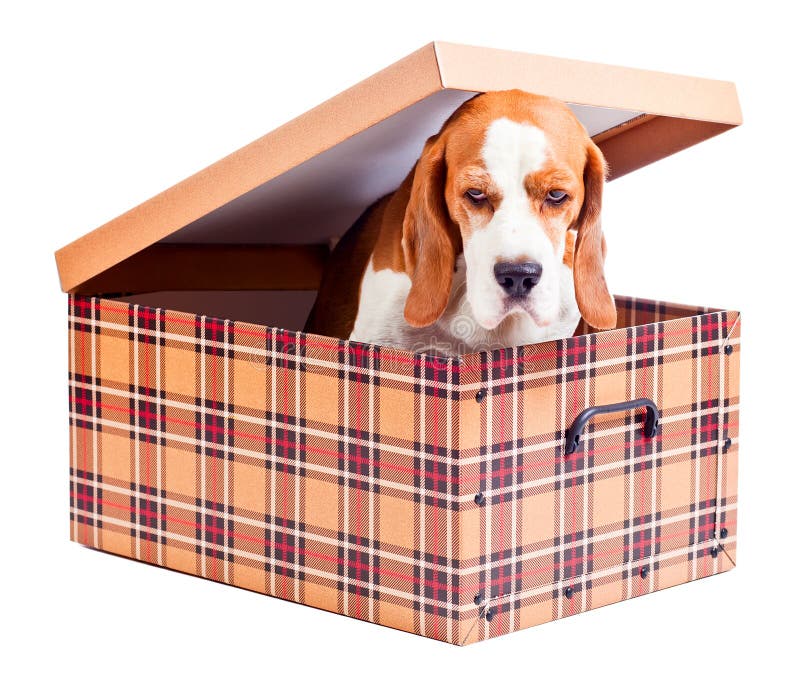 Hond Op De Doos Van Het Karton Stock Foto - Image of huisdieren, karton ...