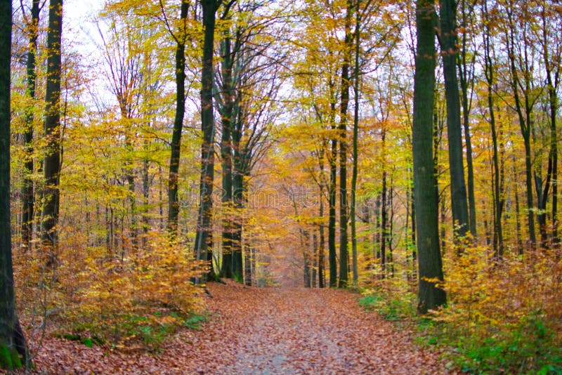 Path in Brakelbos Forest in Autumn Stock Photo - Image of natural ...