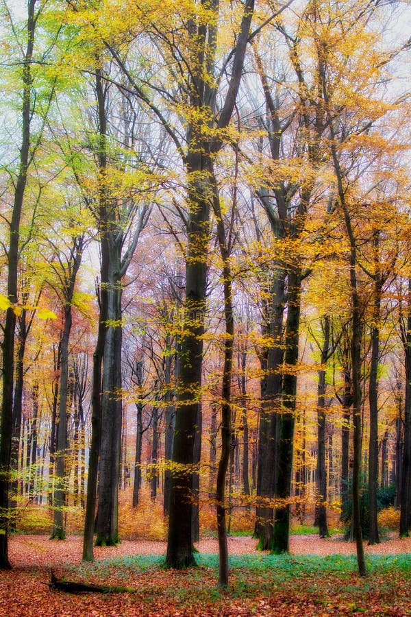 Path in Brakelbos Forest in Autumn Stock Image - Image of landscape ...