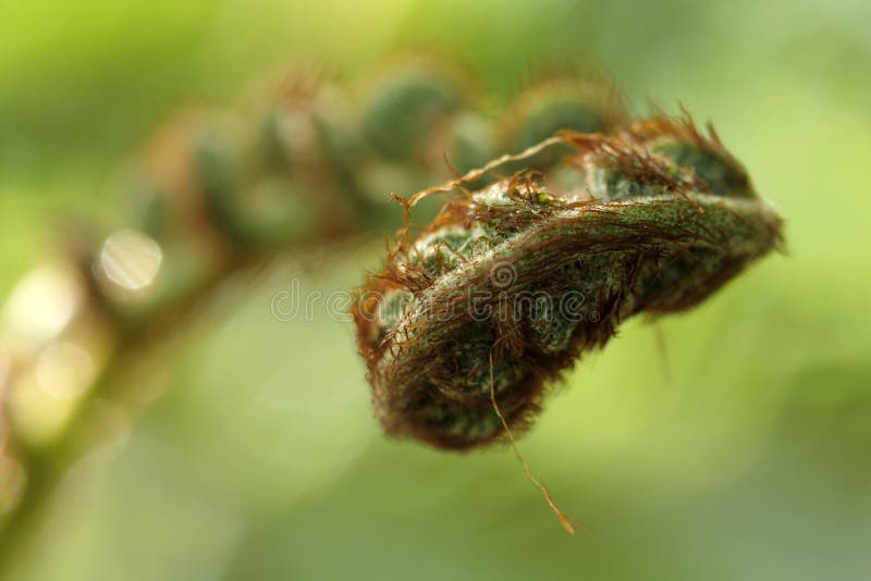 Braken stock photo. Image of humid, fern, tropical, ecology - 11374888