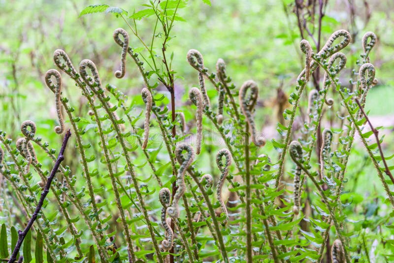 Braken stock photo. Image of humid, fern, tropical, ecology - 11374888