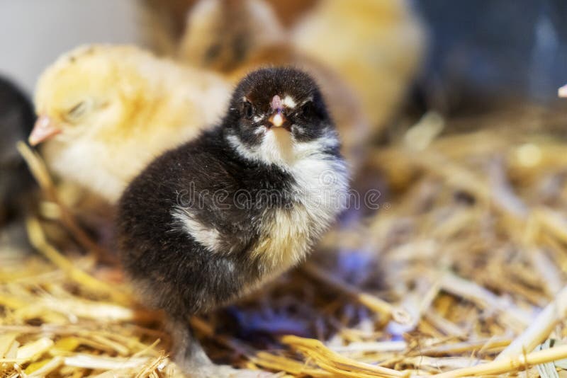 Bram`s Two-day-old Chickens in a Box of Straw, Selectiv Focus. Stock ...
