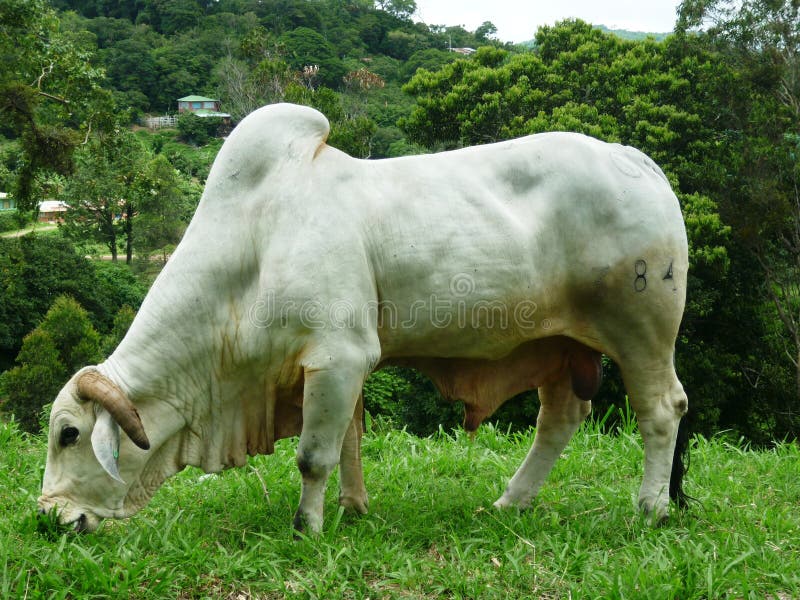 Braman Bulls editorial stock photo. Image of followme - 49856508