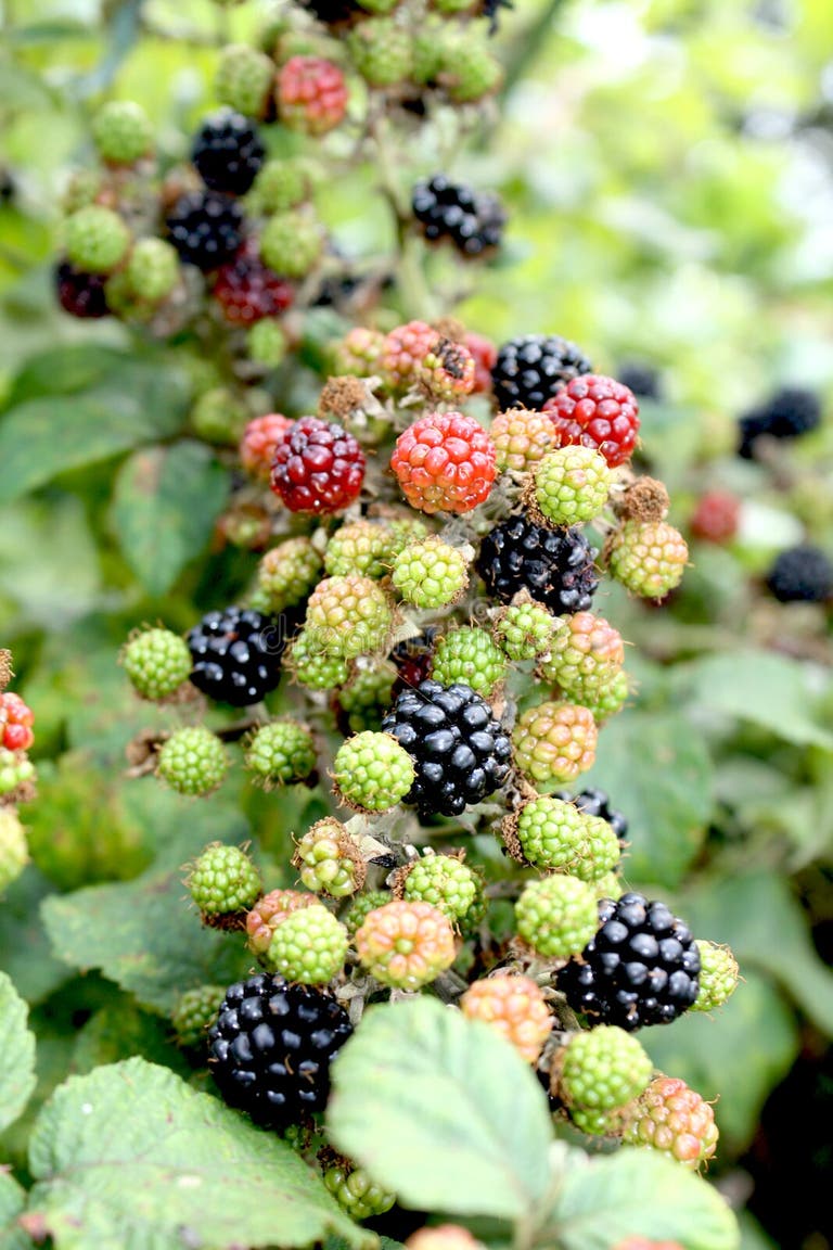 534 Bramble Hedge Stock Photos - Free & Royalty-Free Stock Photos from ...