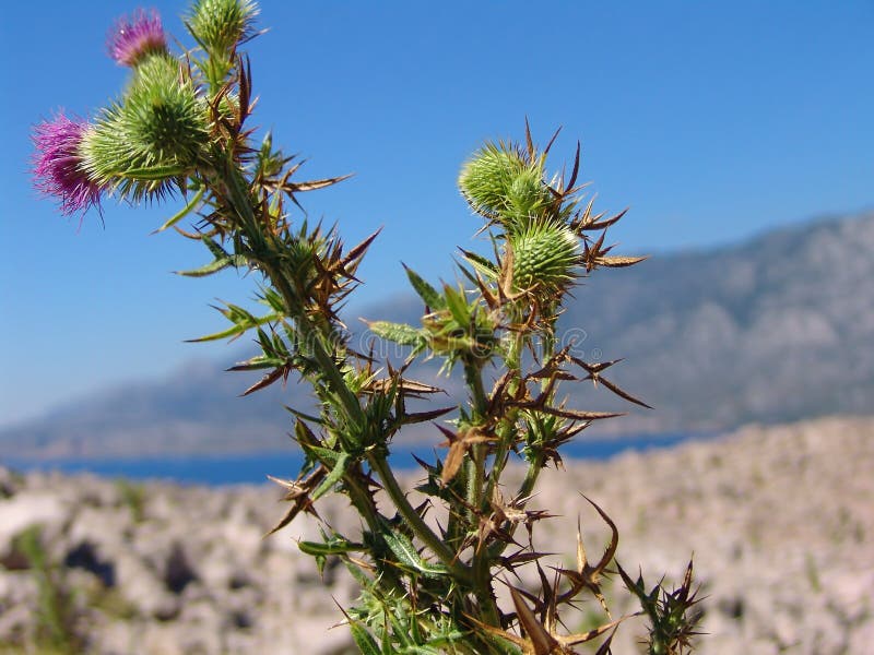 Bramble stock image. Image of velebit, plant, island - 28310531