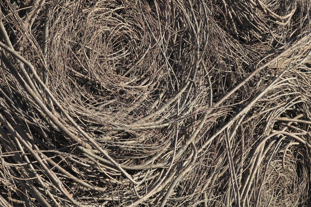 Bramble stock image. Image of thatch, woven, twigs, spiral - 8008153