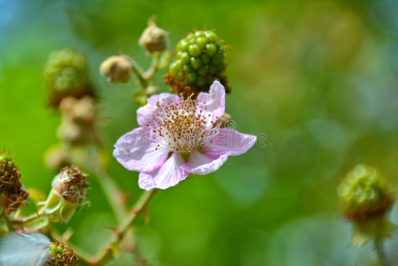 Bramble blossom stock image. Image of flower, green, leaves - 95519705
