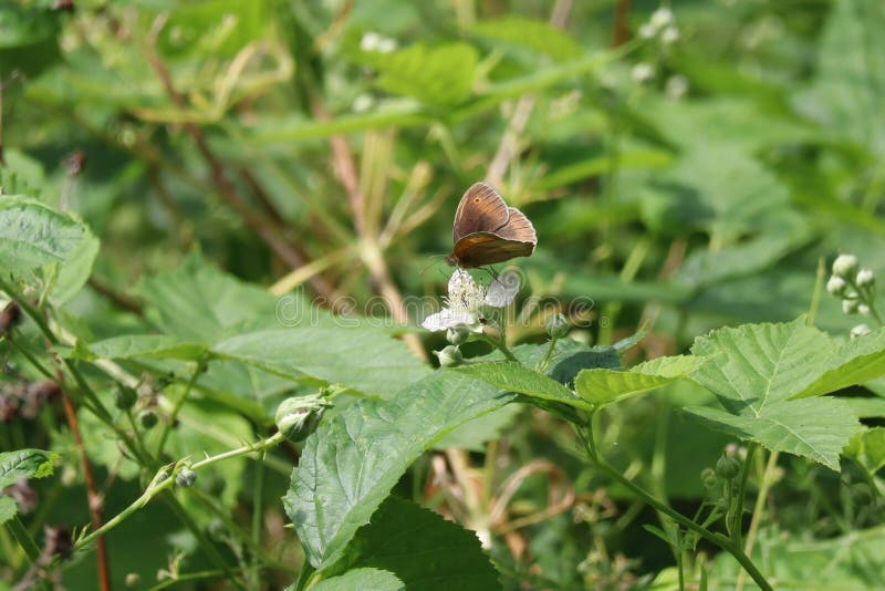 Bramble Blossom with a Meadow-brown Stock Photo - Image of nature ...