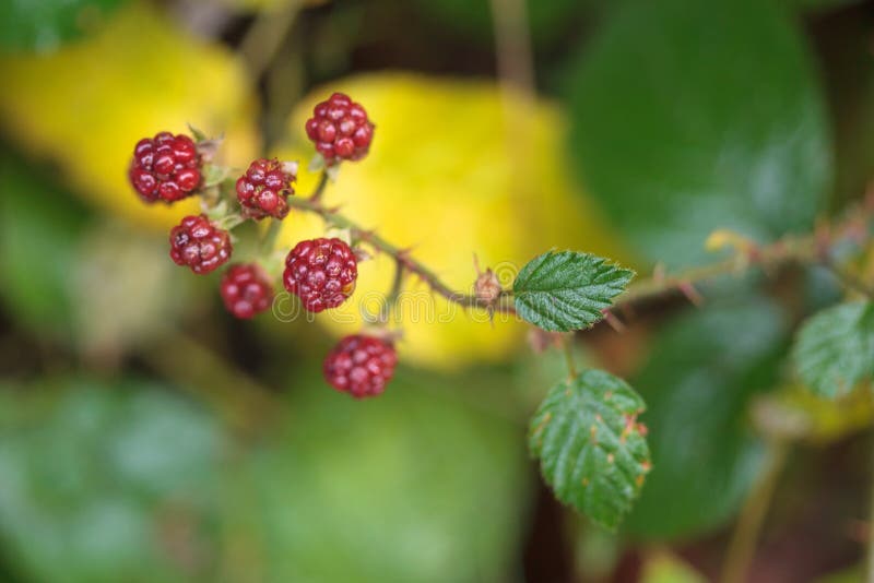 Bramble, Brambleberry Still Red on Branch at Autumn Stock Photo - Image ...