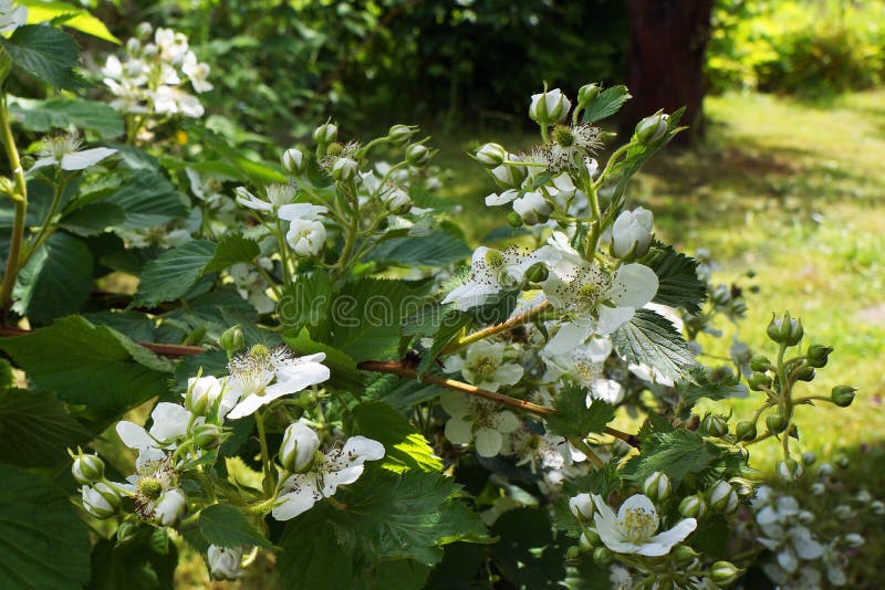 Bramble Bush. White Flowers of Dewberry. Stock Photo - Image of ...