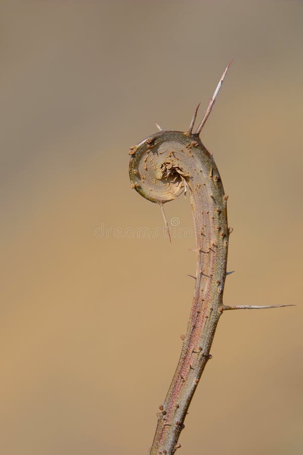 Bramble stock image. Image of bramble, thorny, thorns - 207940969