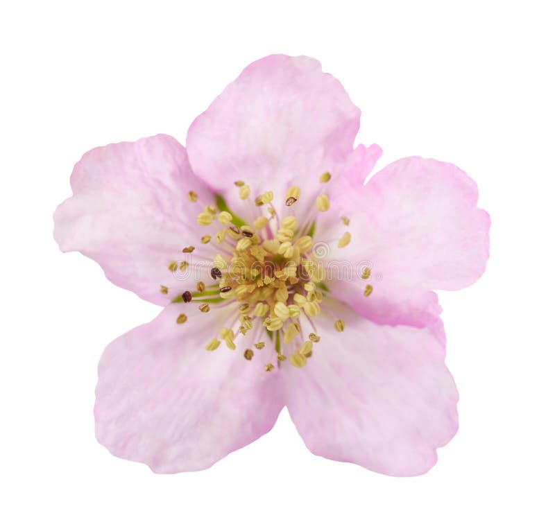 Bramble Flower Rubus Ulmifolius Stock Image - Image of garden, pink ...