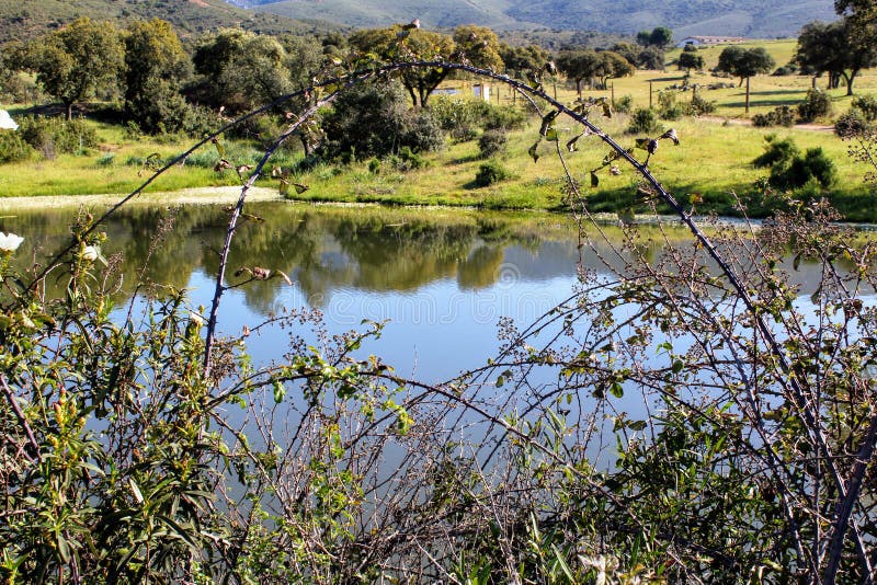 Bramble Adorning the Reflection of the Sky in the Lake Stock Image ...