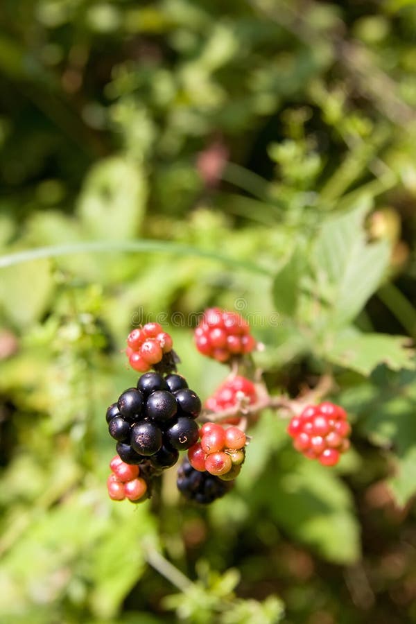 Bramble fruit stock image. Image of raspberry, seasonal - 10486791