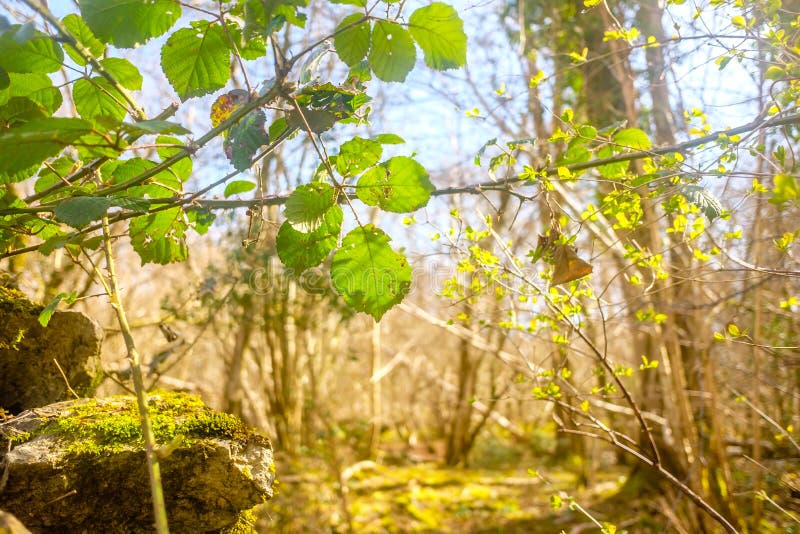 Bramble Leaves Rubus Fruticosus Changing Colour Stock Image - Image of ...