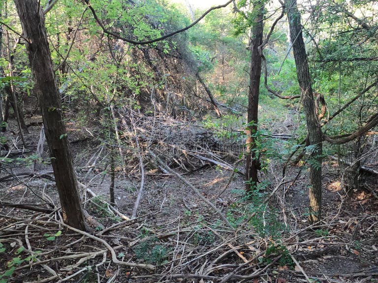 Bramble path texas stock image. Image of stream, wetland - 233889353