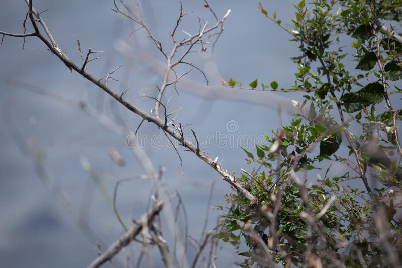 Bramble and Water stock photo. Image of countryside - 133389938