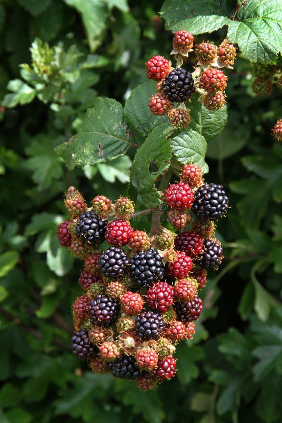 Brambles. stock photo. Image of grow, wild, fruit, plant - 20987846