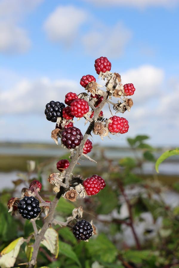 Brambles with Blackberries stock image. Image of britain - 120041891