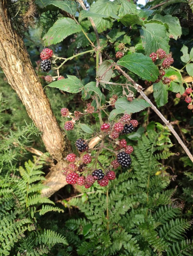 Brambles at Loch Gruinart, Isle of Islay Stock Photo - Image of islay ...