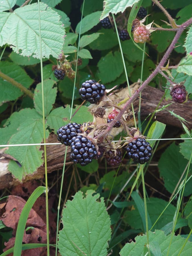 240 Brambles Flower Stock Photos - Free & Royalty-Free Stock Photos ...