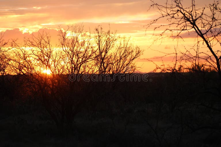 Brambles and Sunset stock image. Image of morning, dusk - 55316477