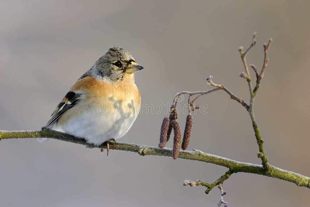 Brambling stock photo. Image of nature, colored, color - 6779716