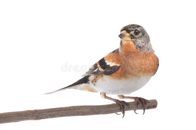 Brambling Bird In Flight Isolated On White Stock Photo - Image of ...