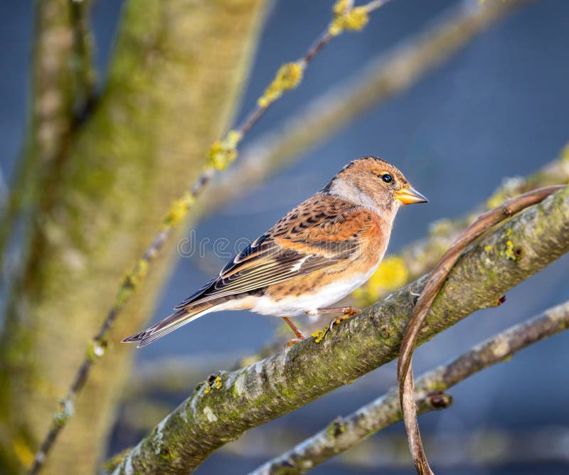 Brambling Bird Sitting on a Tree Stock Image - Image of finch, bird ...