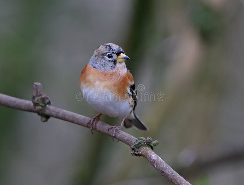Brambling stock photo. Image of male, park, long, nature - 67421890