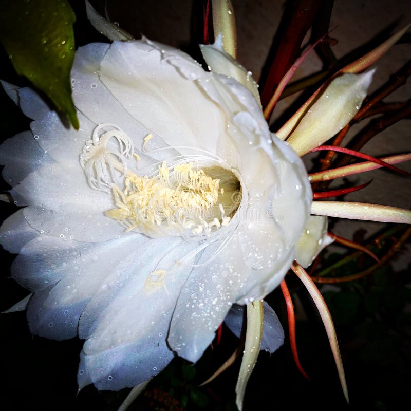 Bramhakamala Flower Stock Photos - Free & Royalty-Free Stock Photos ...