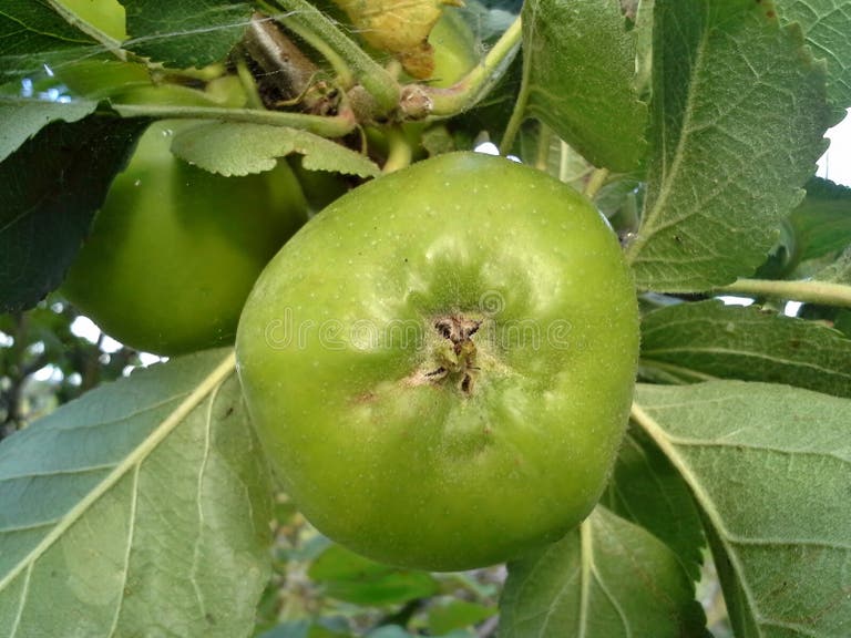 Bramley Apple stock image. Image of summer, ripe, bramley - 84499145